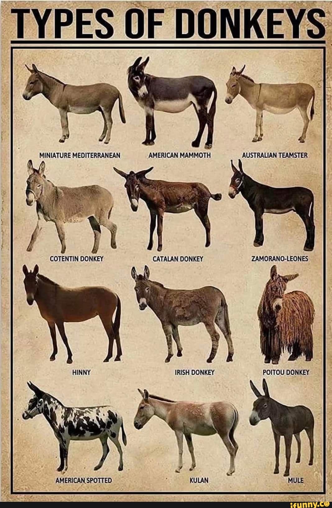 TYPES OF DONKEYS MINIATURE MEDITERRANEAN AMERICAN MAMMOTH AUSTRALIAN ...