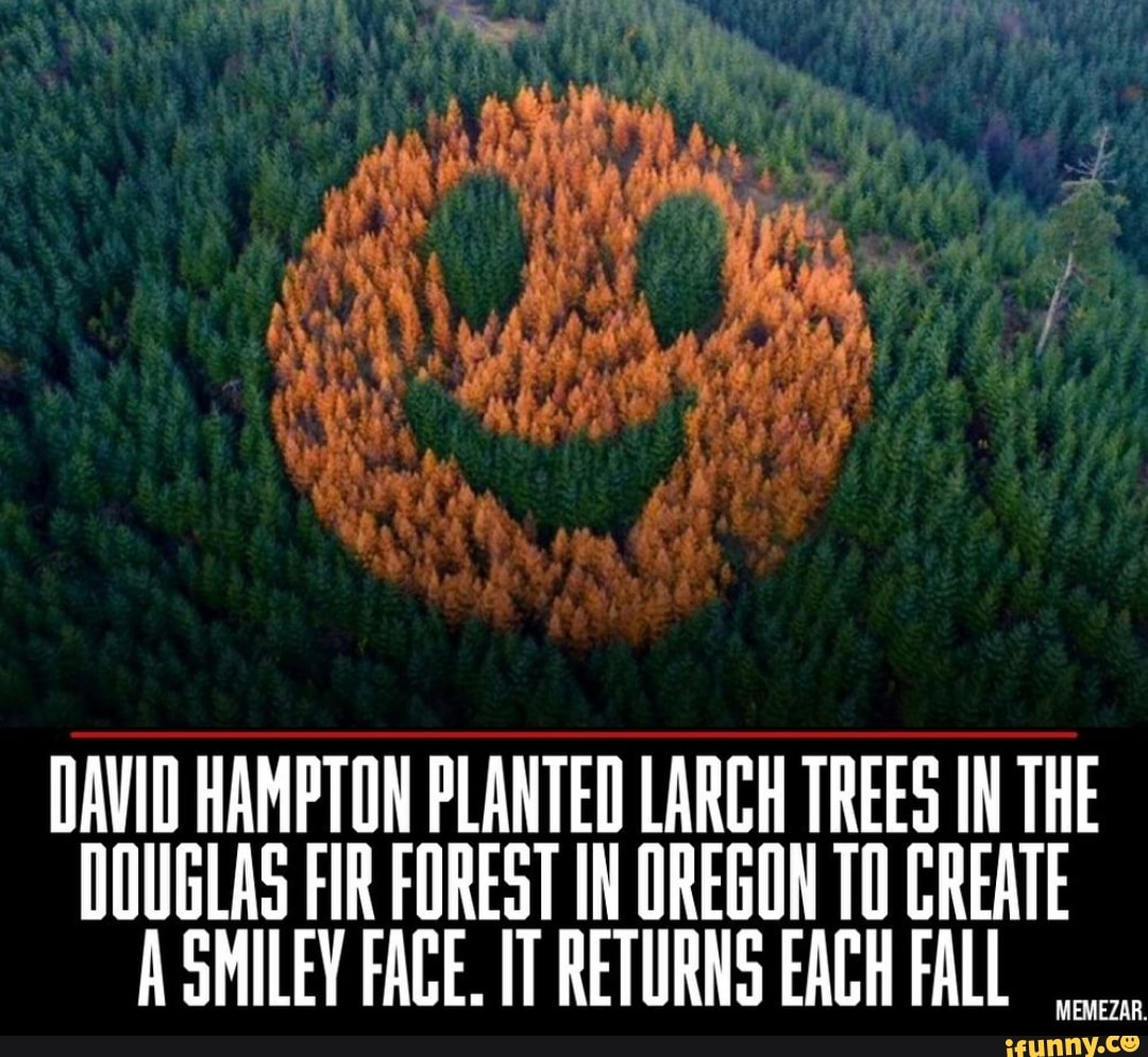 DAVID HAMPTON PLANTED LARCH TREES IN THE DOUGLAS FIR FOREST IN OREGON ...