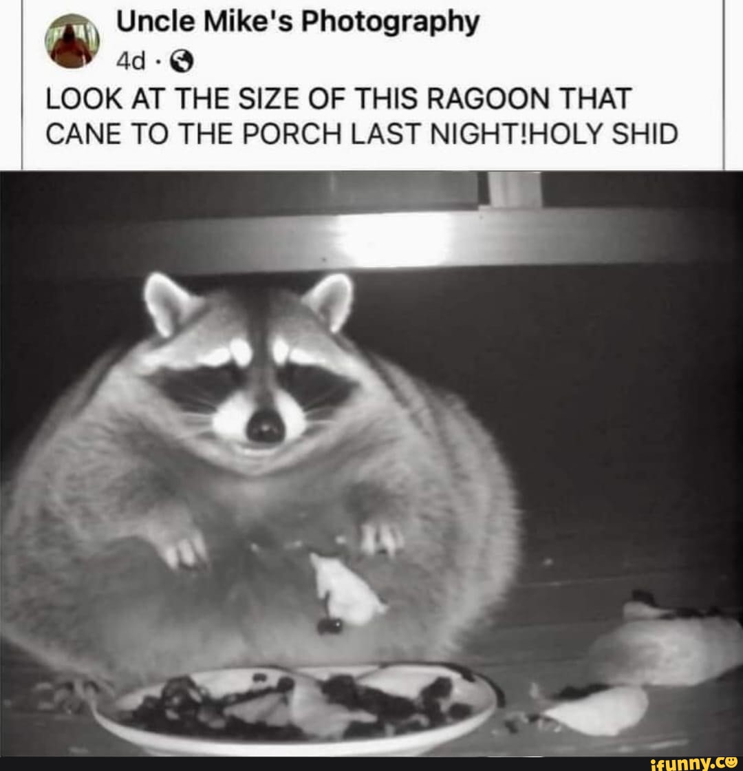 Ragoon memes. Best Collection of funny Ragoon pictures on iFunny