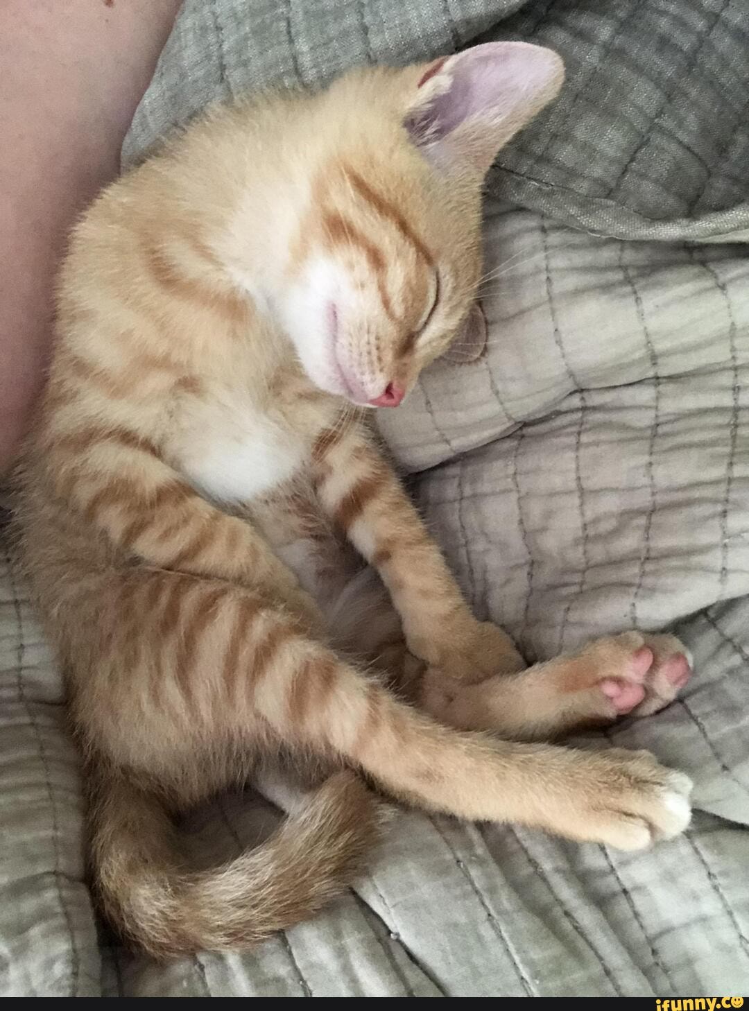 Kaput memes. Best Collection of funny Kaput pictures on iFunny