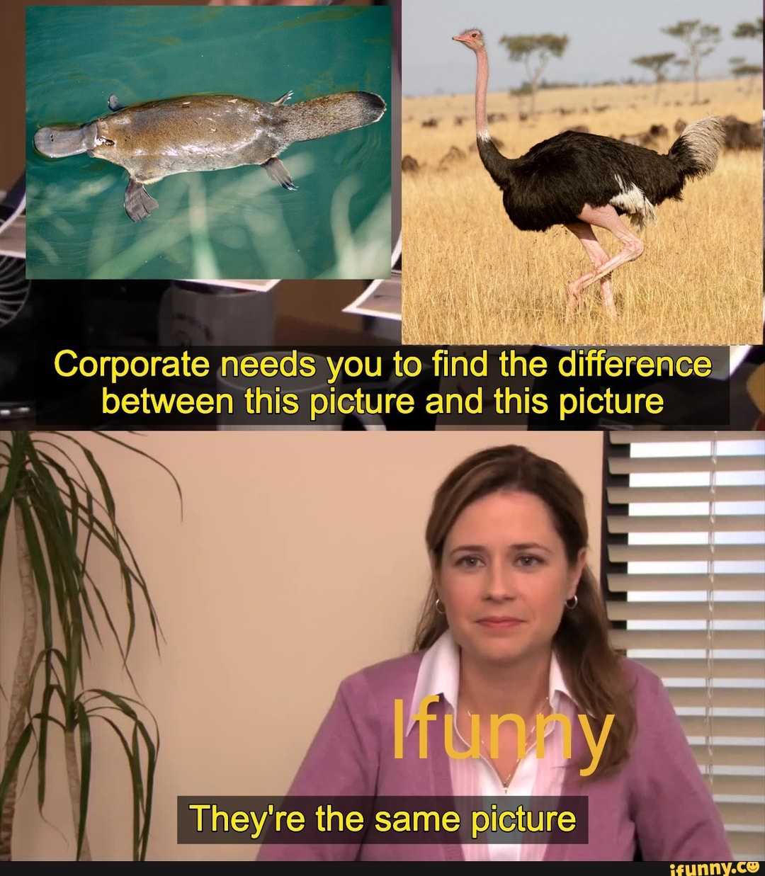 Corporate needs you to find the difference. between this picture and ...