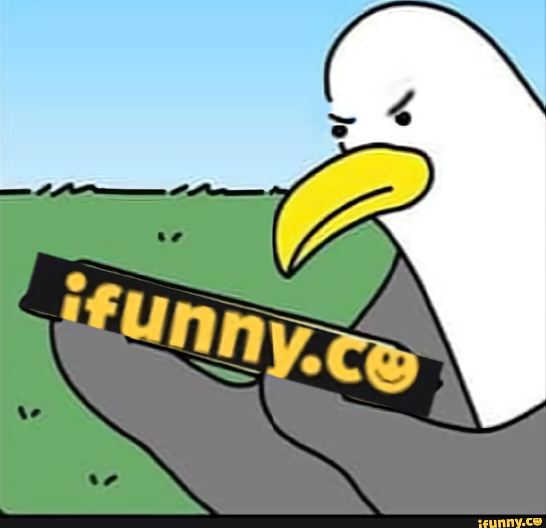 Seagull memes. Best Collection of funny Seagull pictures on iFunny