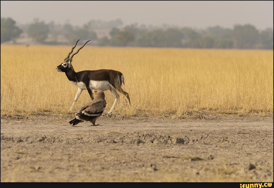 Blackbuck memes. Best Collection of funny Blackbuck pictures on iFunny