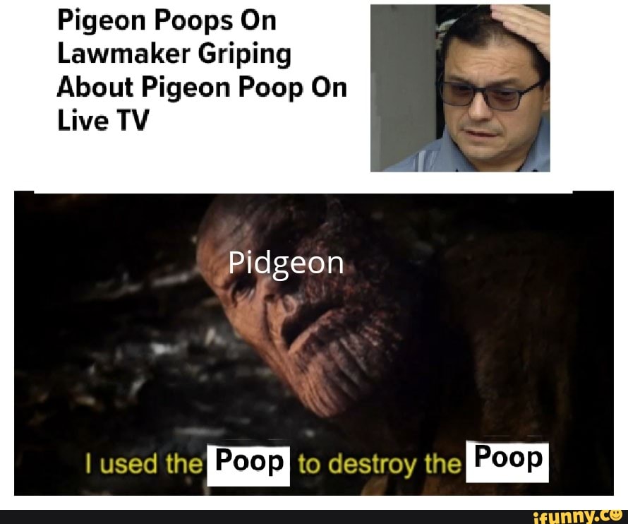 Pigeon Poops On Lawmaker Grípíng About Pigeon Poop On Live TV ,Pidgeon ...
