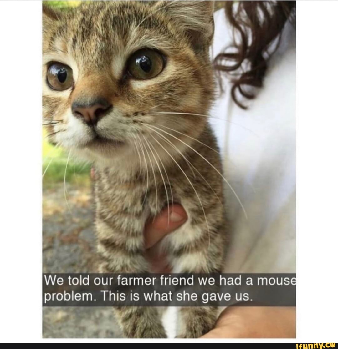 We told our farmer friend we had a mouse problem. This is what she gave ...