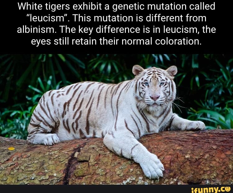 White tigers exhibit a genetic mutation called "leucism'. This mutation ...
