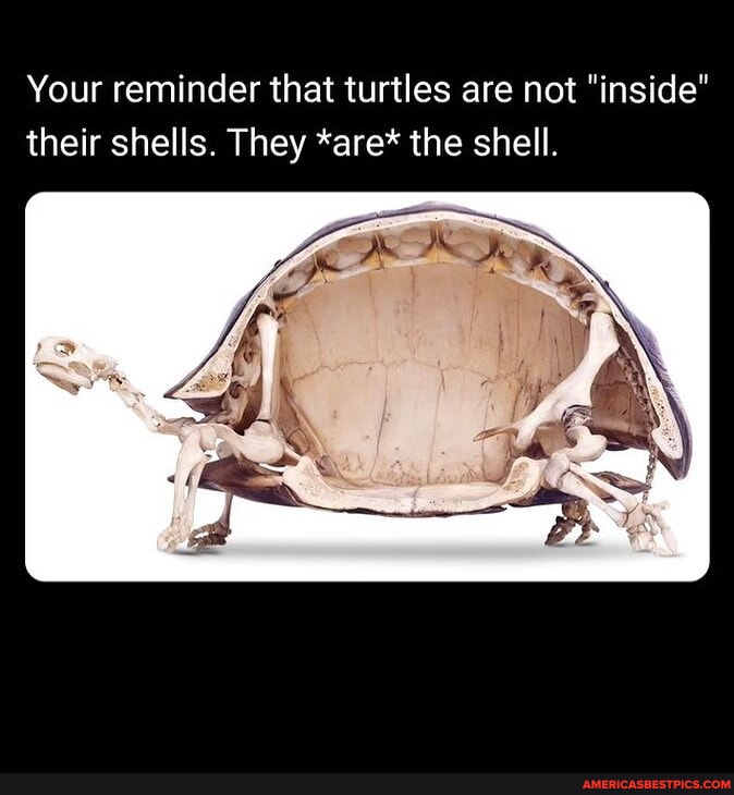 The shell of a turtle is an integral part of its body and not something ...