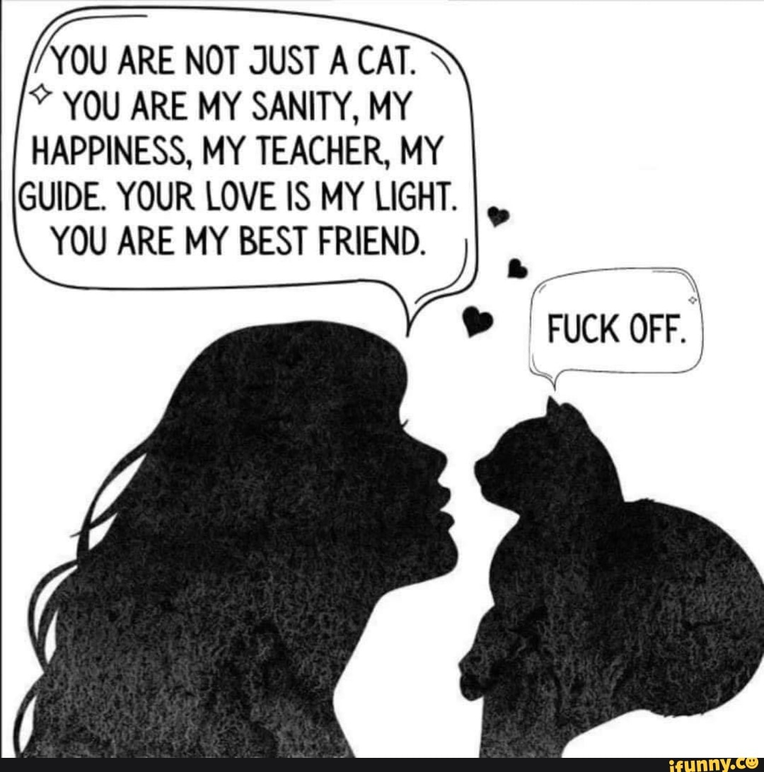 YOU ARE NOT JUST A CAT. YOU ARE MY SANITY, MY HAPPINESS, MY TEACHER, MY ...