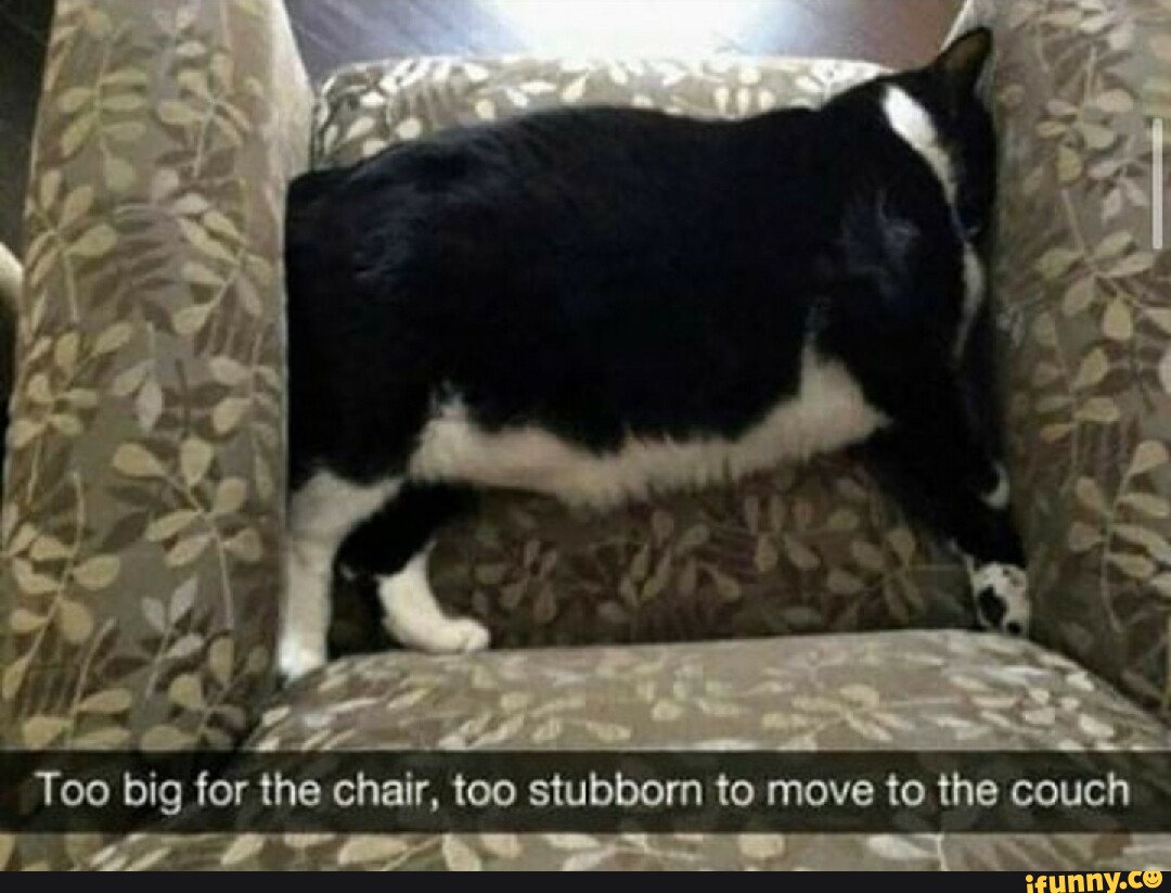 Too big for the chair, too stubborn to move to the couch - iFunny