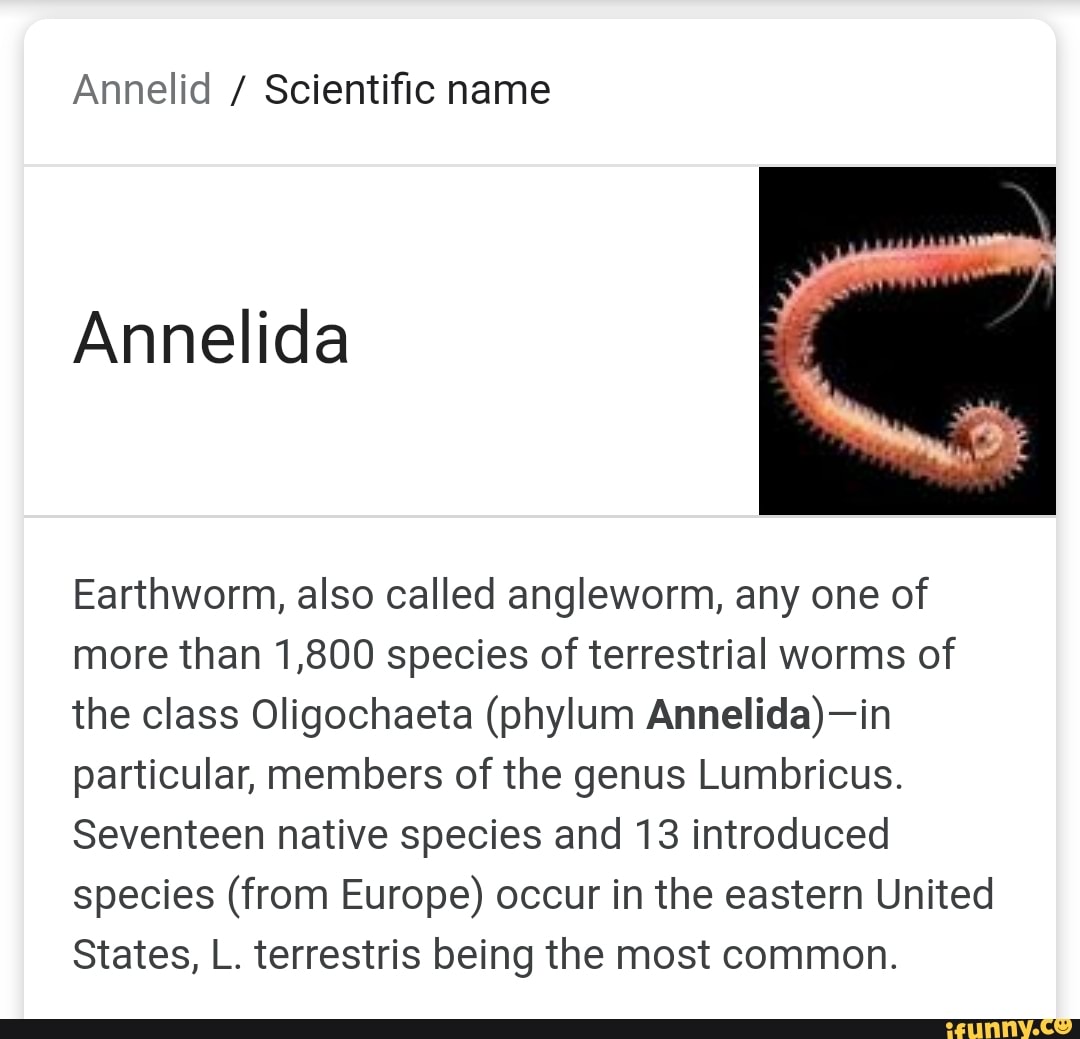 Annelid Scientific name Annelida Earthworm, also called angleworm, any ...