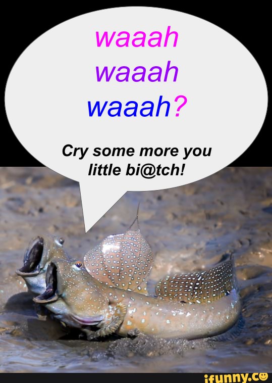 Quit crying (per retarded fish) - waaah waaah waaah? Cry some more you ...