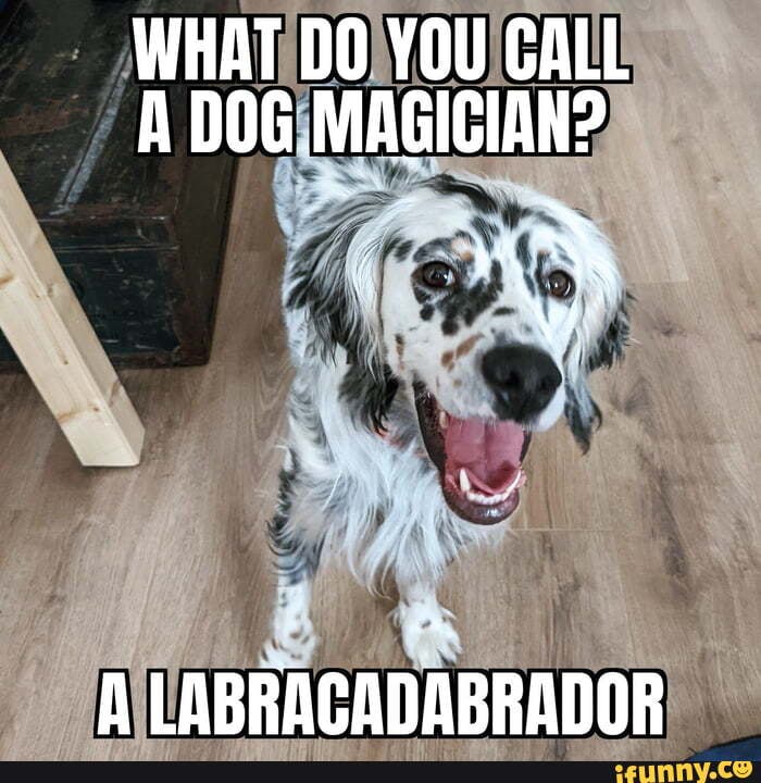 Labracadabrador memes. Best Collection of funny Labracadabrador ...