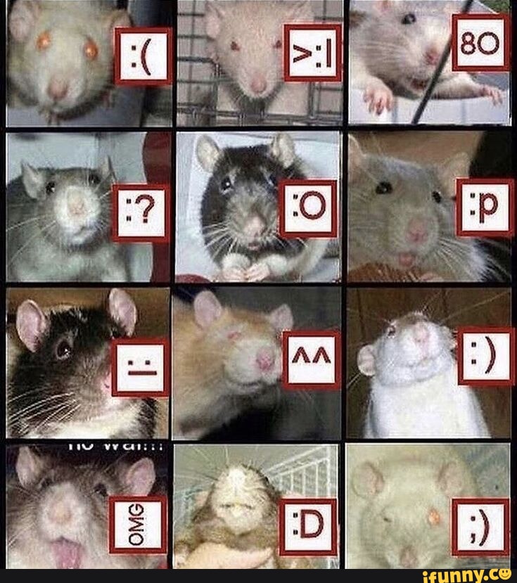 Squeak memes. Best Collection of funny Squeak pictures on iFunny