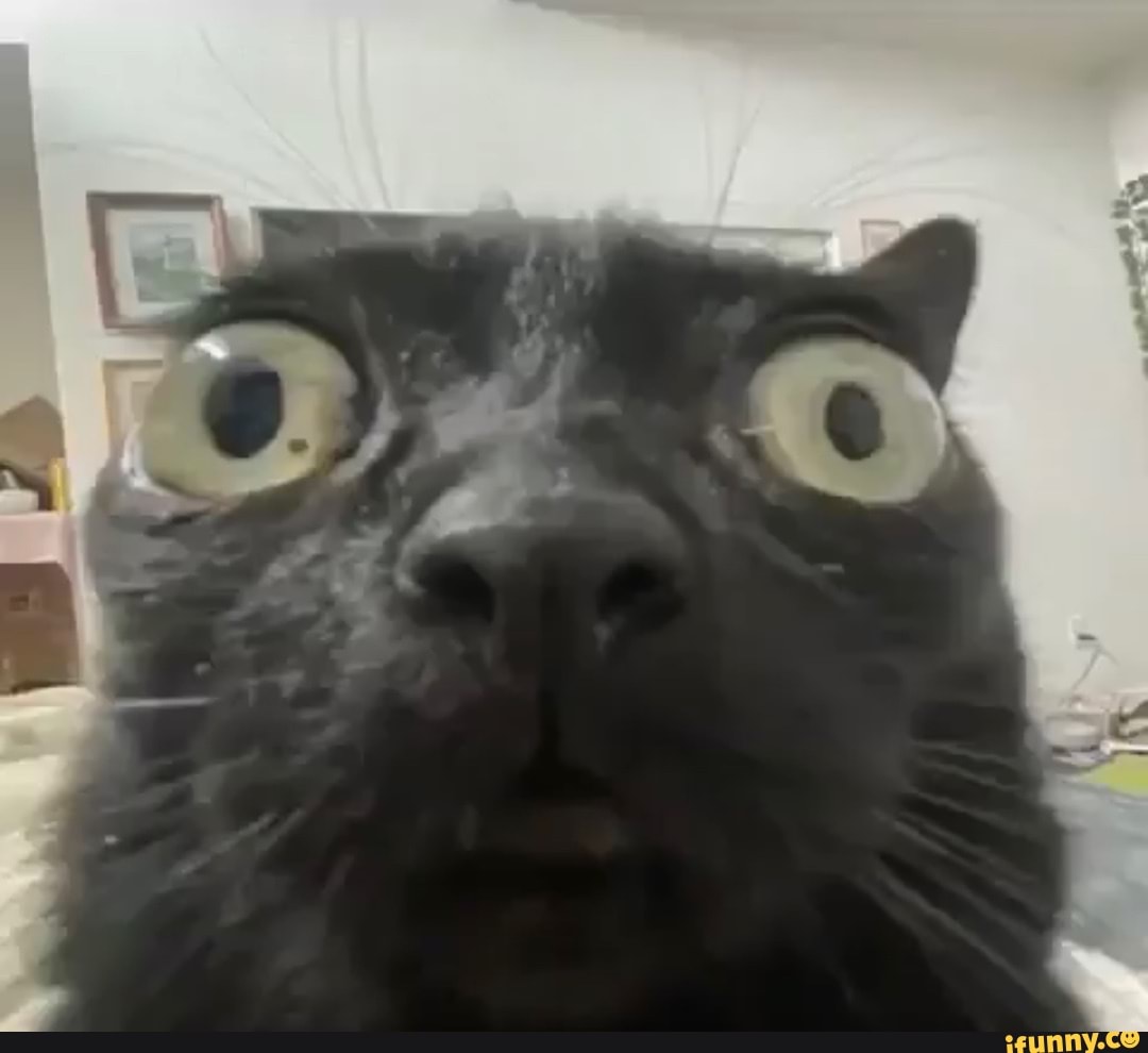 Jinxy Cat
