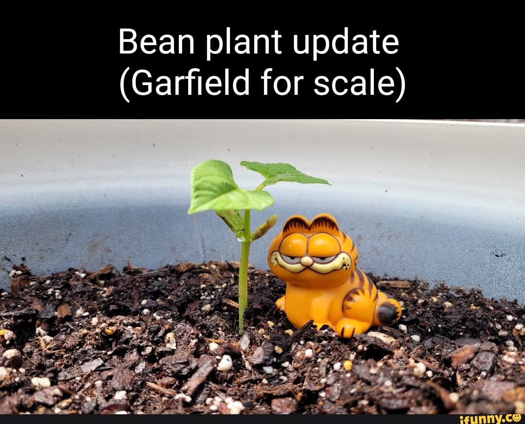 Bean plant update (Garfield for scale) - iFunny