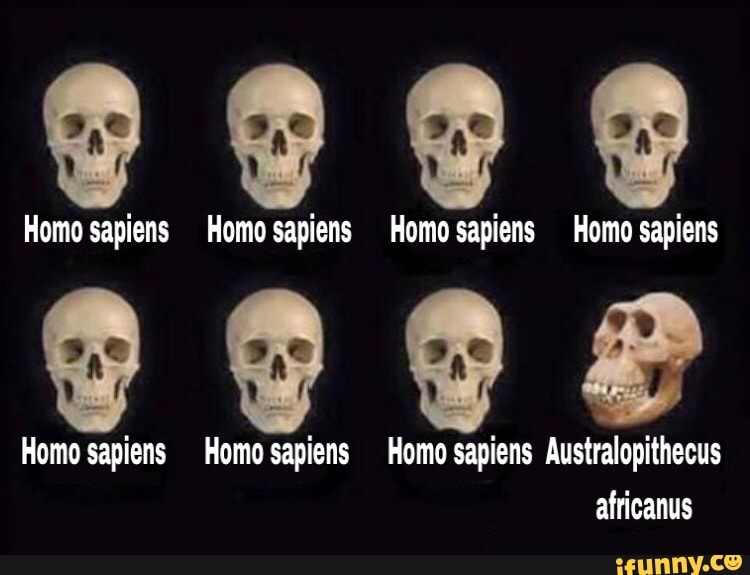 9999 Homo sapiens Homo sapiens Homo sapiens Australopithecus - iFunny