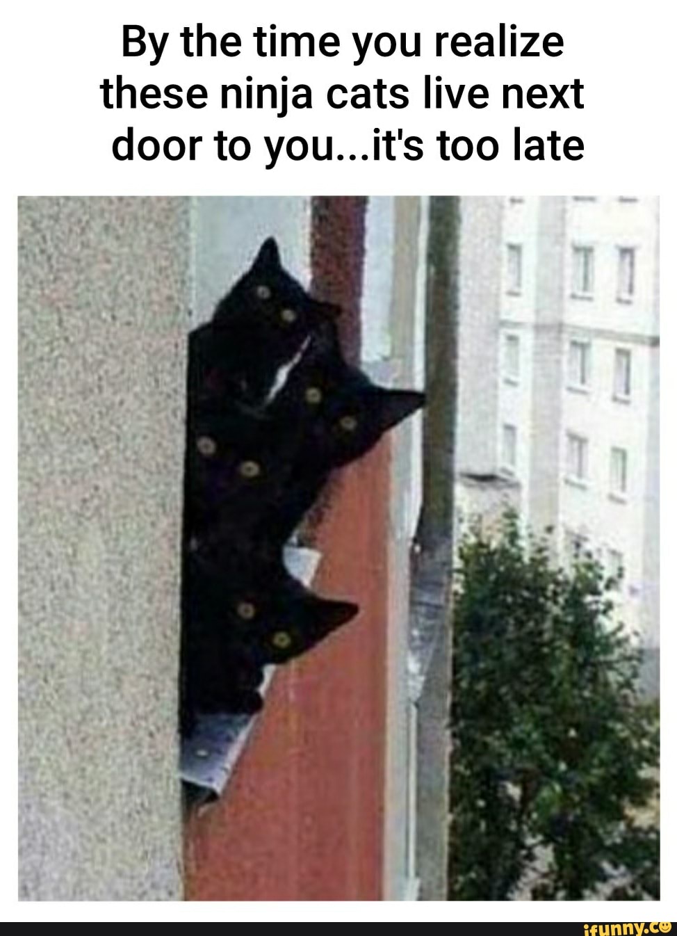 By the time you realize these ninja cats live next door to you...it's ...