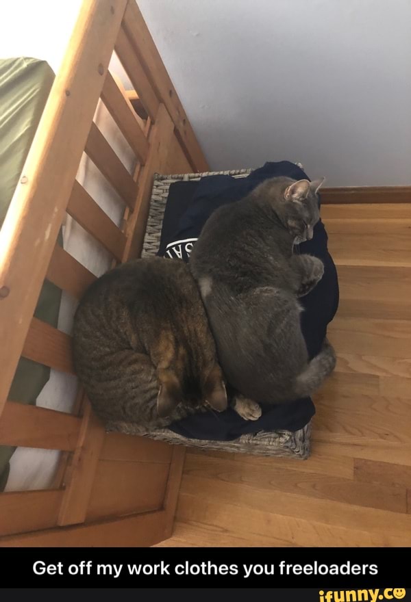 Freeloaders memes. Best Collection of funny Freeloaders pictures on iFunny