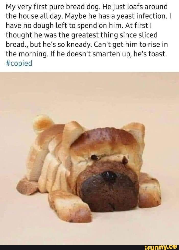 My very first pure bread dog. He just loafs around the house all day ...