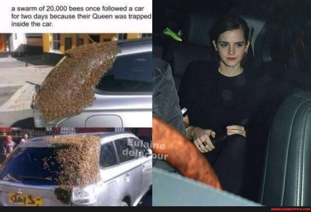 Swarm of 20,000 bees once followed a car for two days because their ...