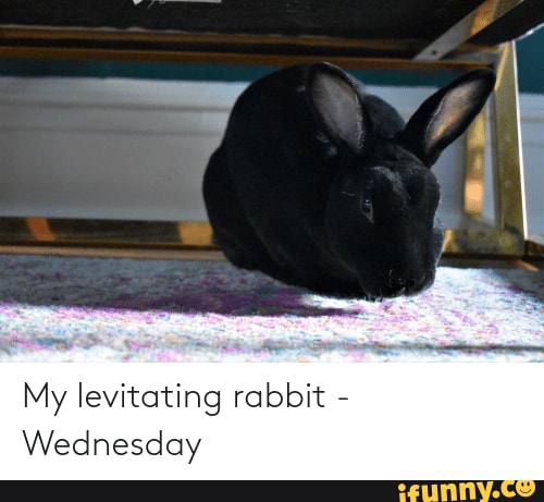 My levitating rabbit - Wednesday - My levitating rabbit - Wednesday ...