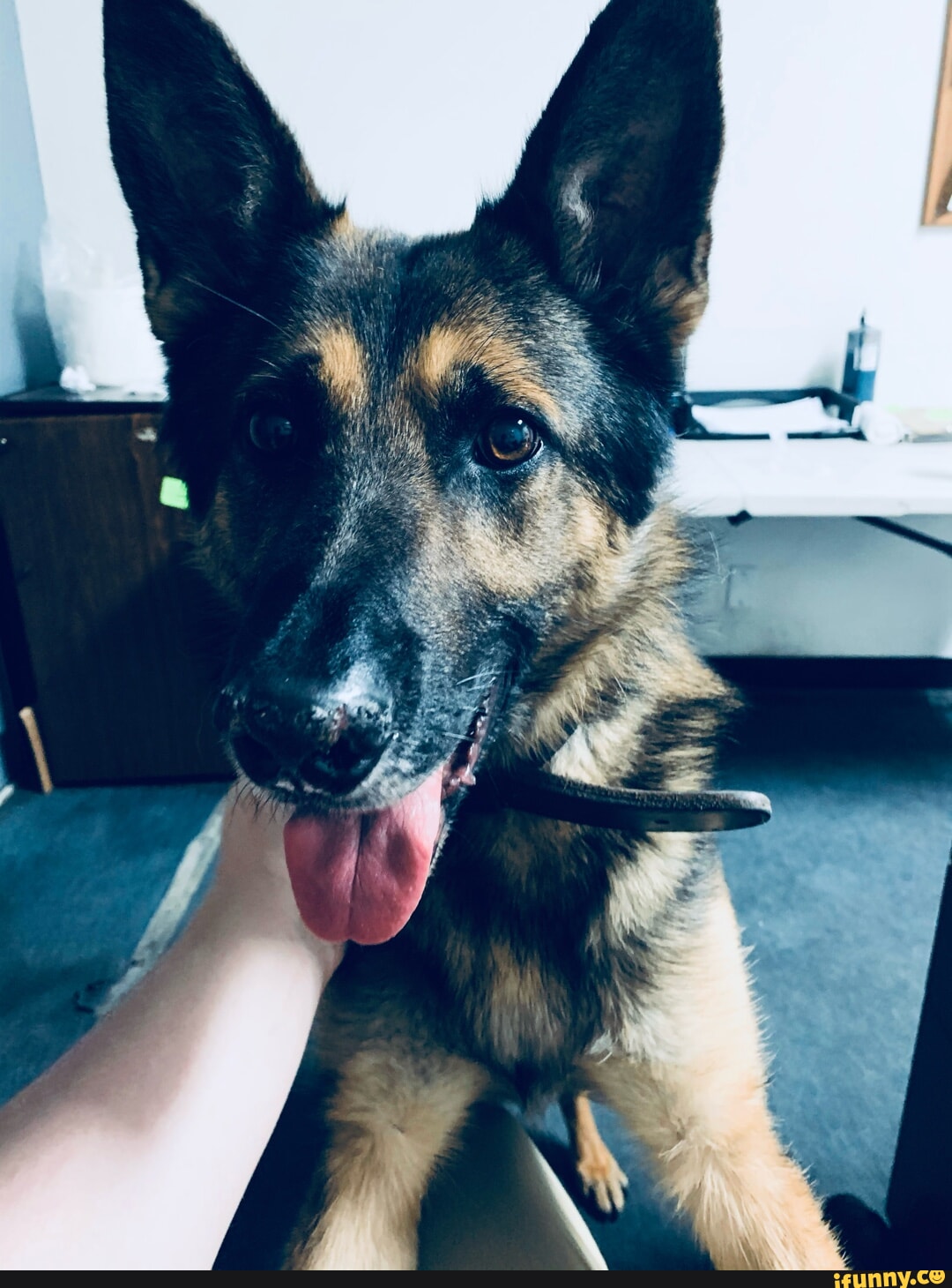 K9 memes. Best Collection of funny K9 pictures on iFunny