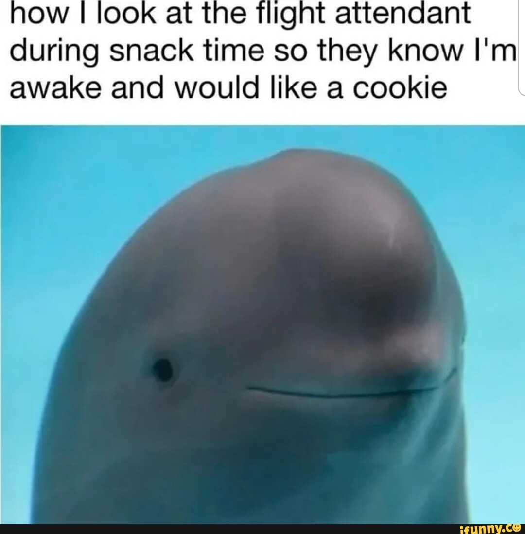 How I look at the flight attendant during snack time so they know I'm ...