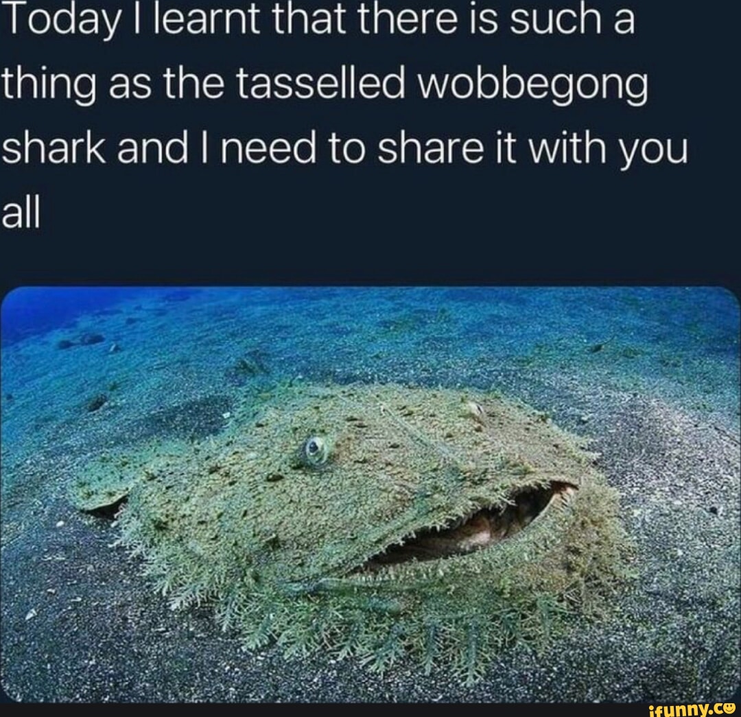 Wobbegong memes. Best Collection of funny Wobbegong pictures on iFunny