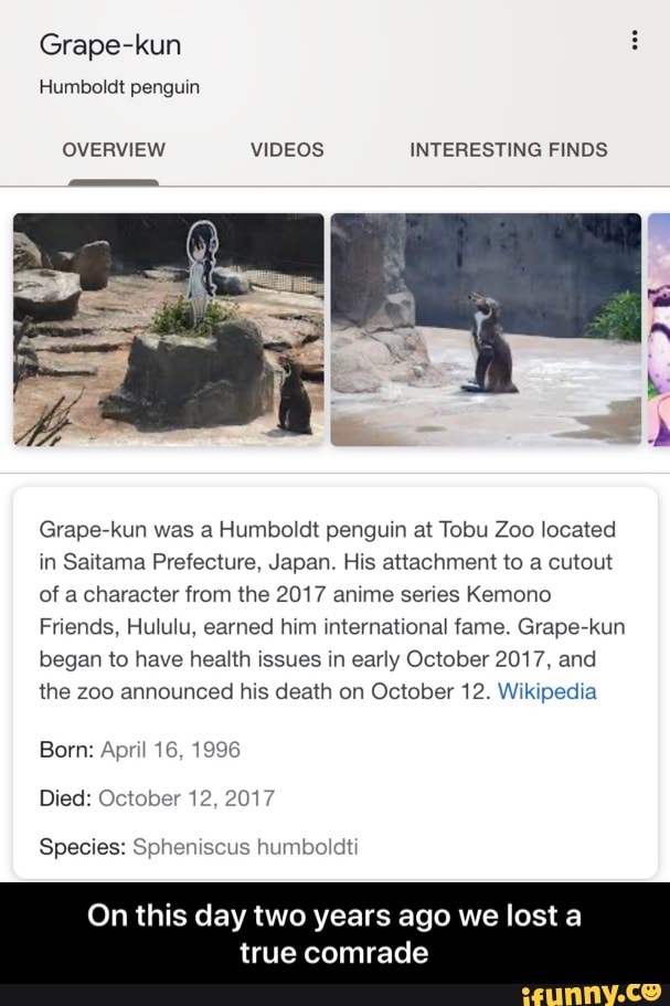 Grape-kun Graperkun was a Humboldt penguin at Tobu Zoo located in ...