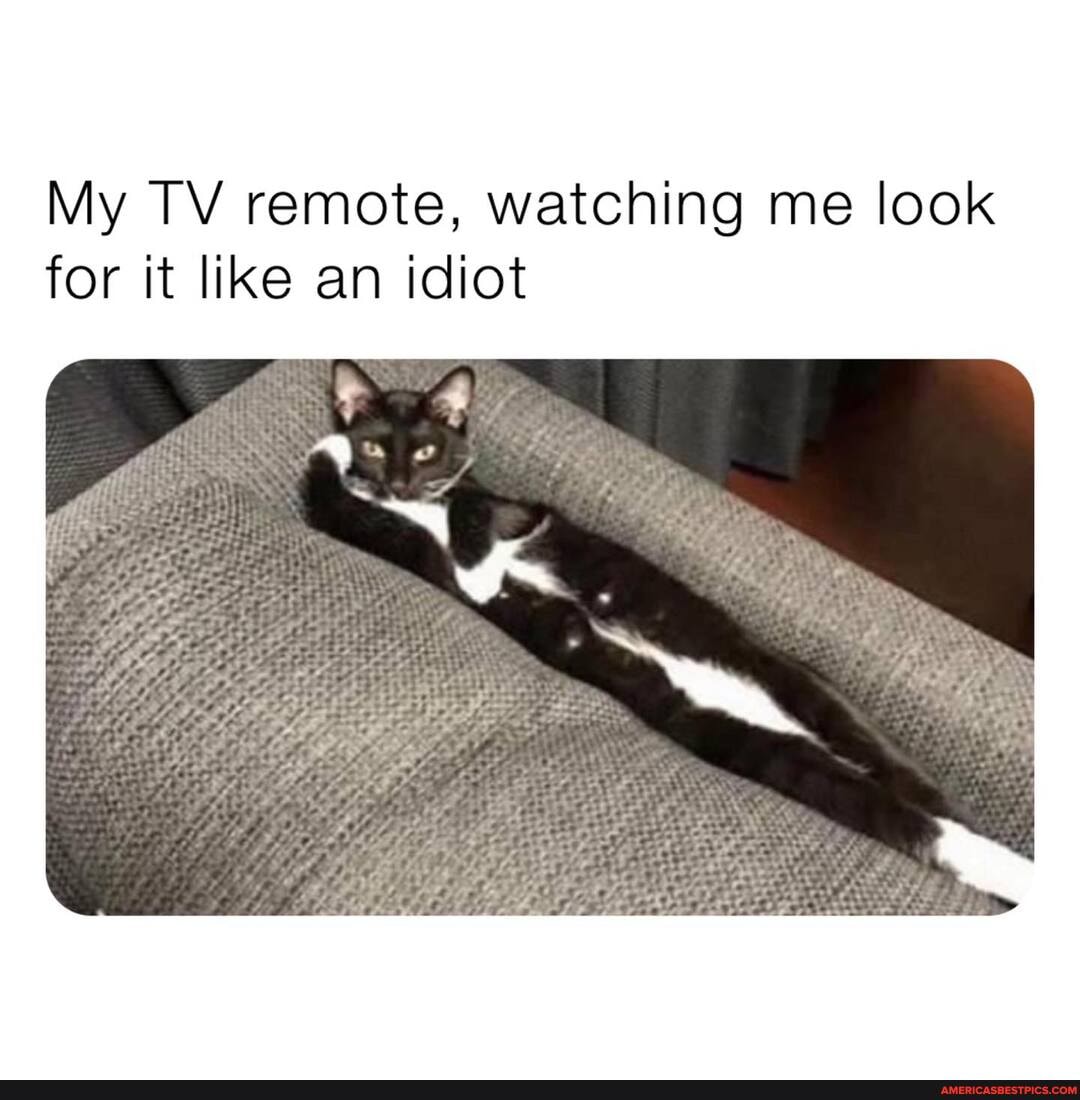 My TV remote, watching me look for it like an idiot - America’s best ...