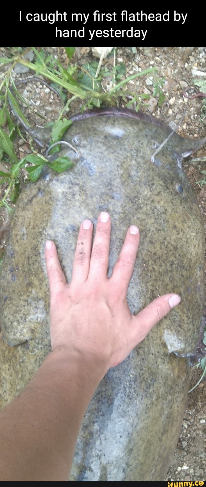 I caught my first flathead by hand yesterday I ed ate ww : f foat - iFunny