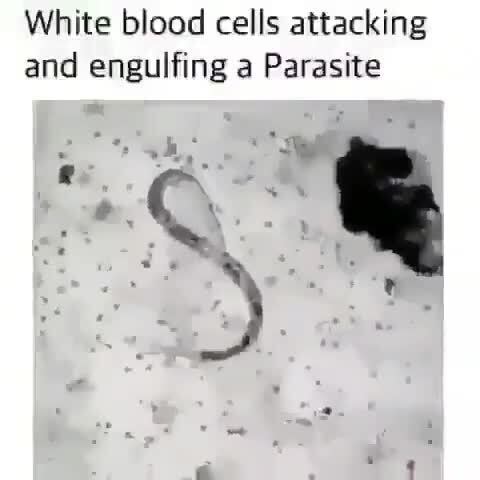 White blood cells attacking and engulfing a Parasite - )