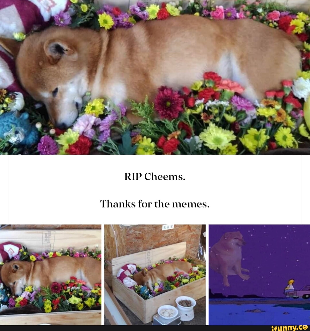 RIP Cheems. Thanks for the memes. - iFunny