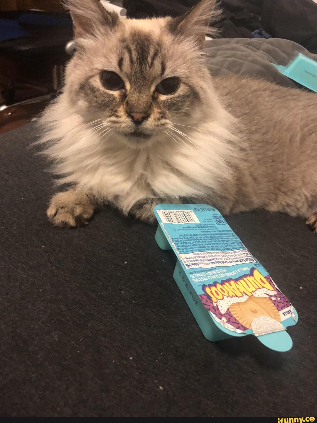 Dunkaroo memes. Best Collection of funny Dunkaroo pictures on iFunny