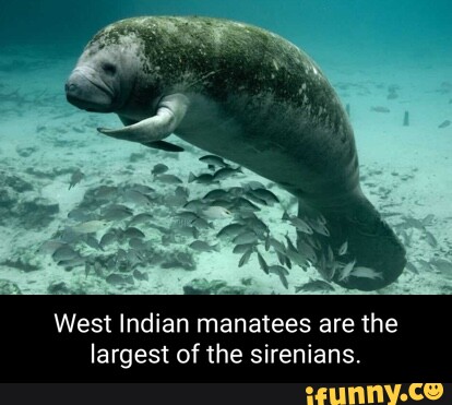 West Indian manatees are the largest of the sirenians. - iFunny