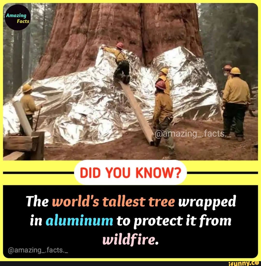 Facts DID YOU KNOW? The world's tallest tree wrapped in aluminum to ...