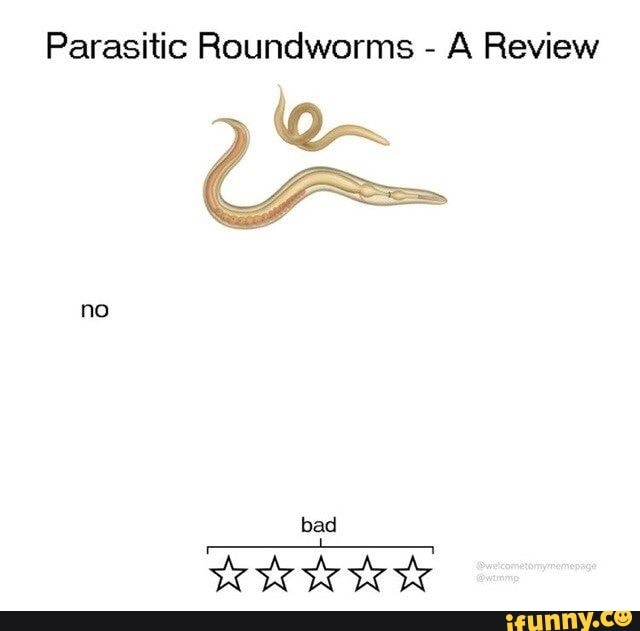 Roundworms memes. Best Collection of funny Roundworms pictures on iFunny