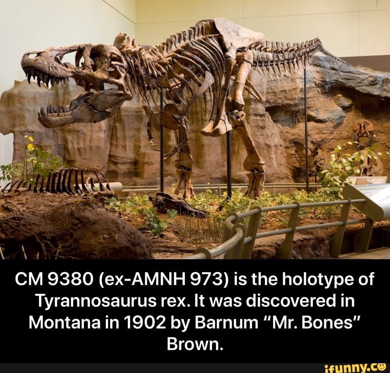 Barnumbrown memes. Best Collection of funny Barnumbrown pictures on iFunny