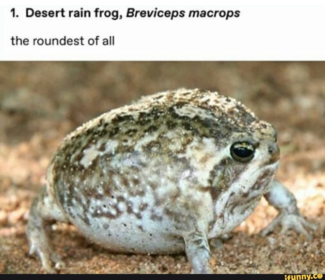 1. Desert rain frog, Breviceps macrops the roundest of all - iFunny