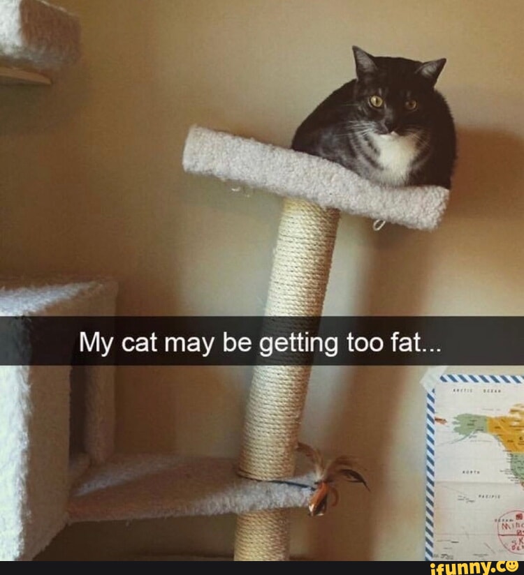 Video memes Z85ijOXtA by wedgiefan95 - iFunny