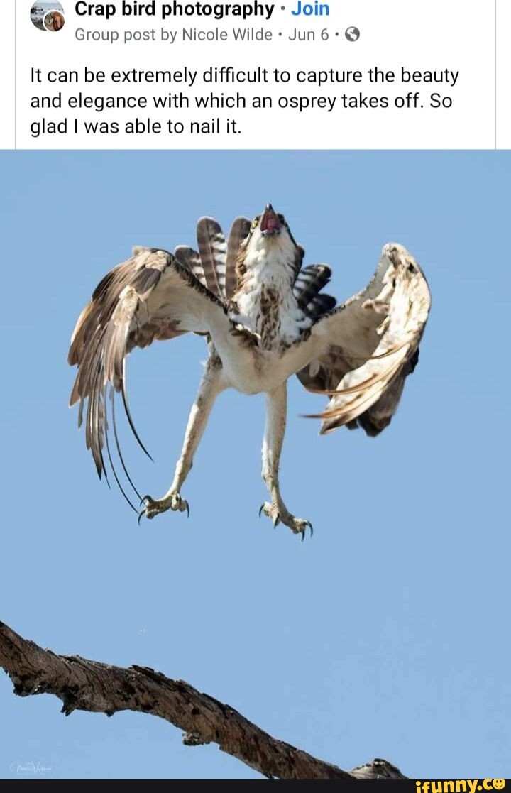 Crap bird photography Join Group post by Nicole Wilde Jun It can be ...