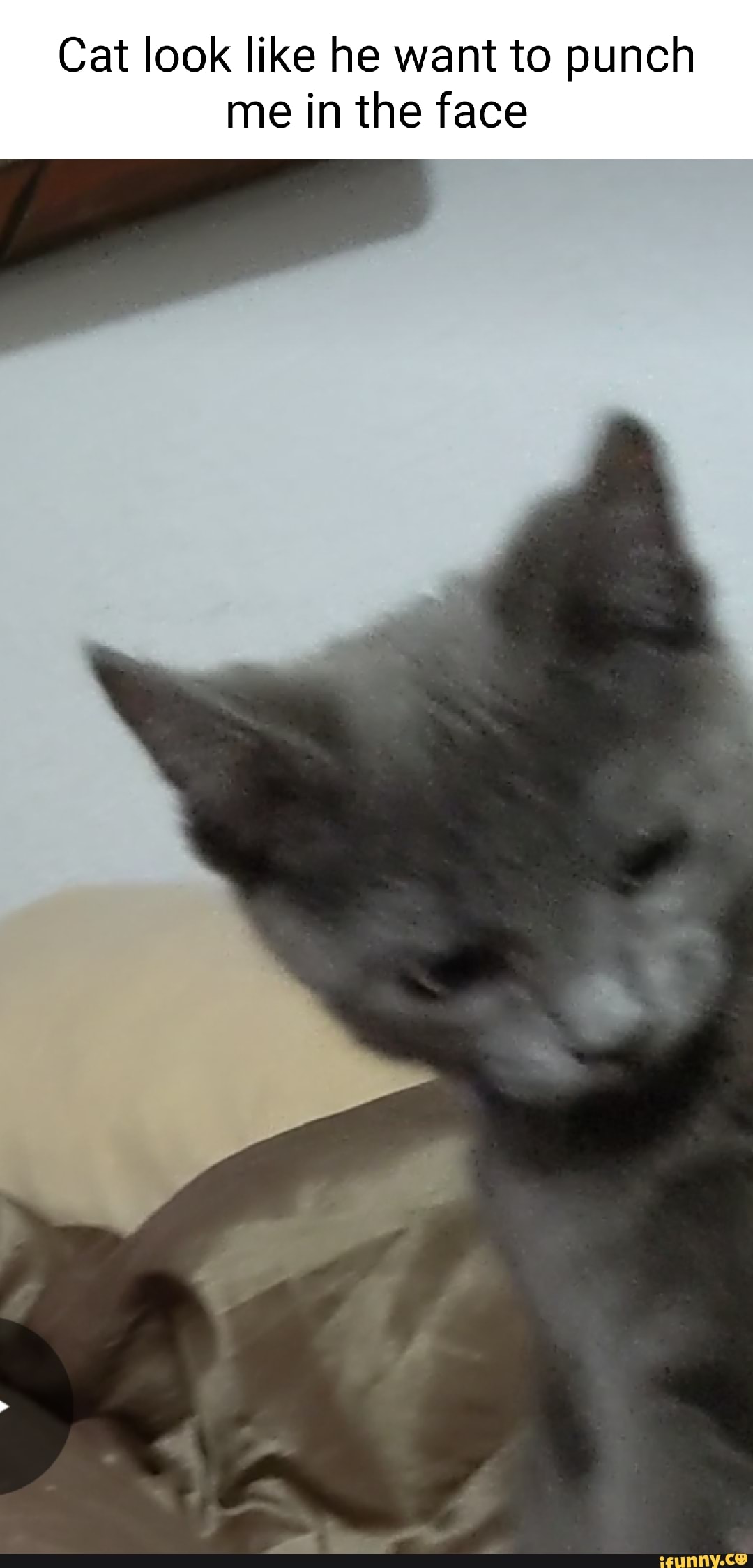 Cat look like he want to punch me in the face - iFunny