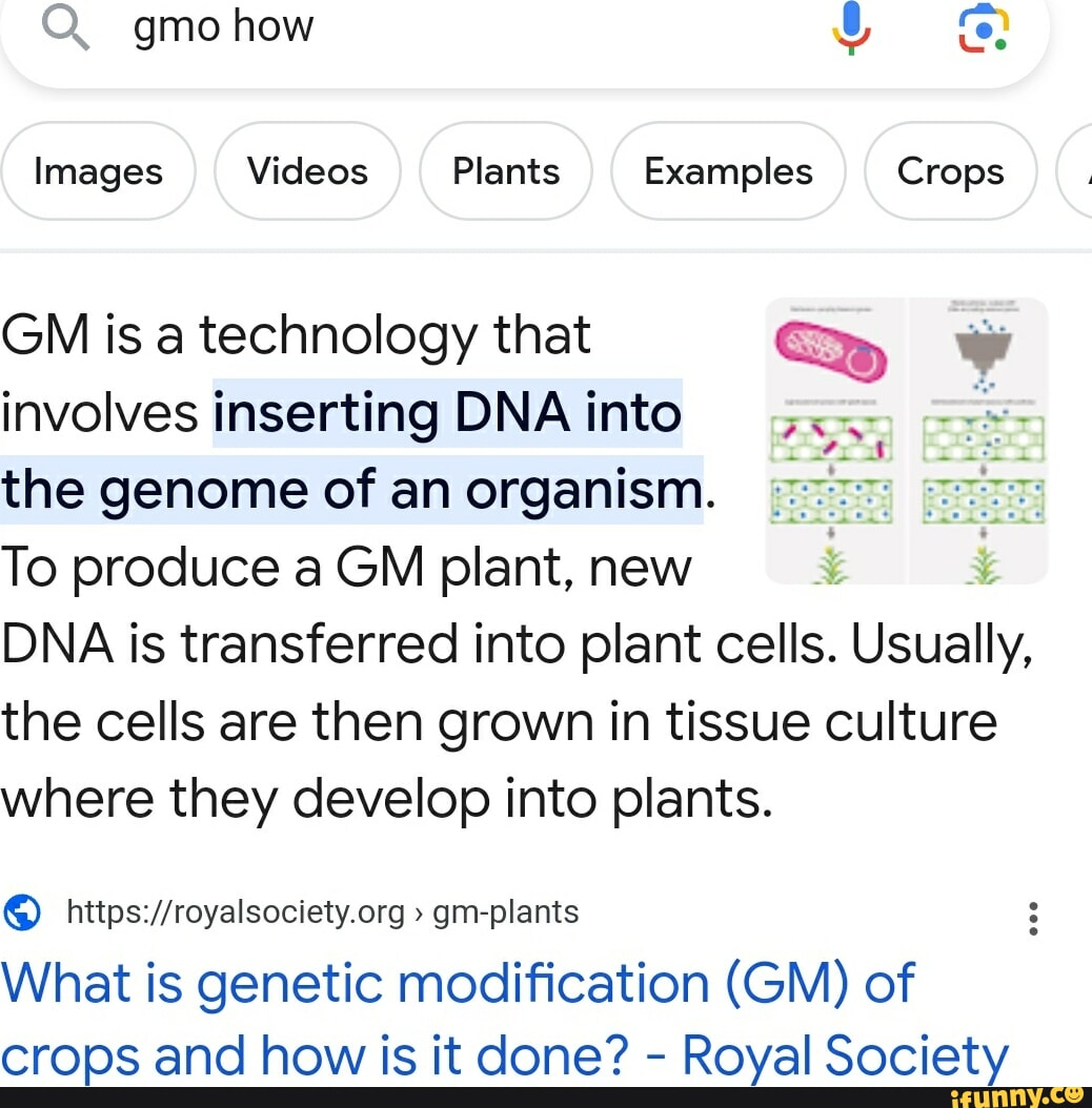 QQ gmo how Images Videos Plants Examples Crops GM is a technology that ...