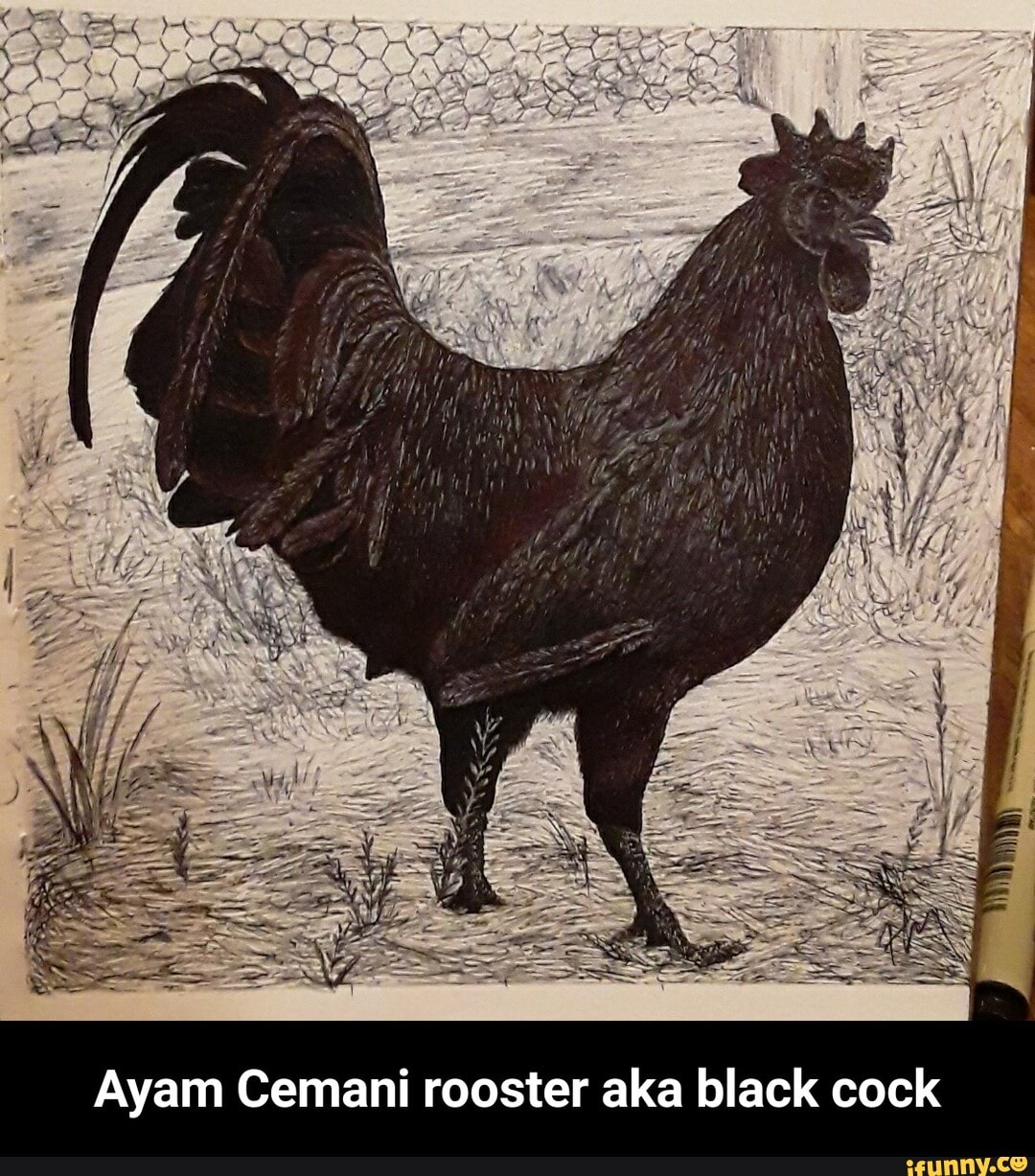 Memes Ayam