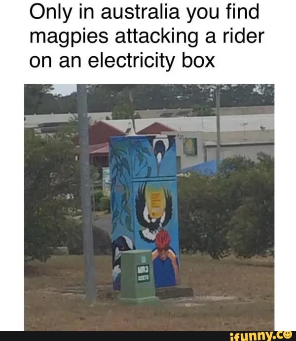 Have some Australian memes to distract you from the dogs breakfast that ...