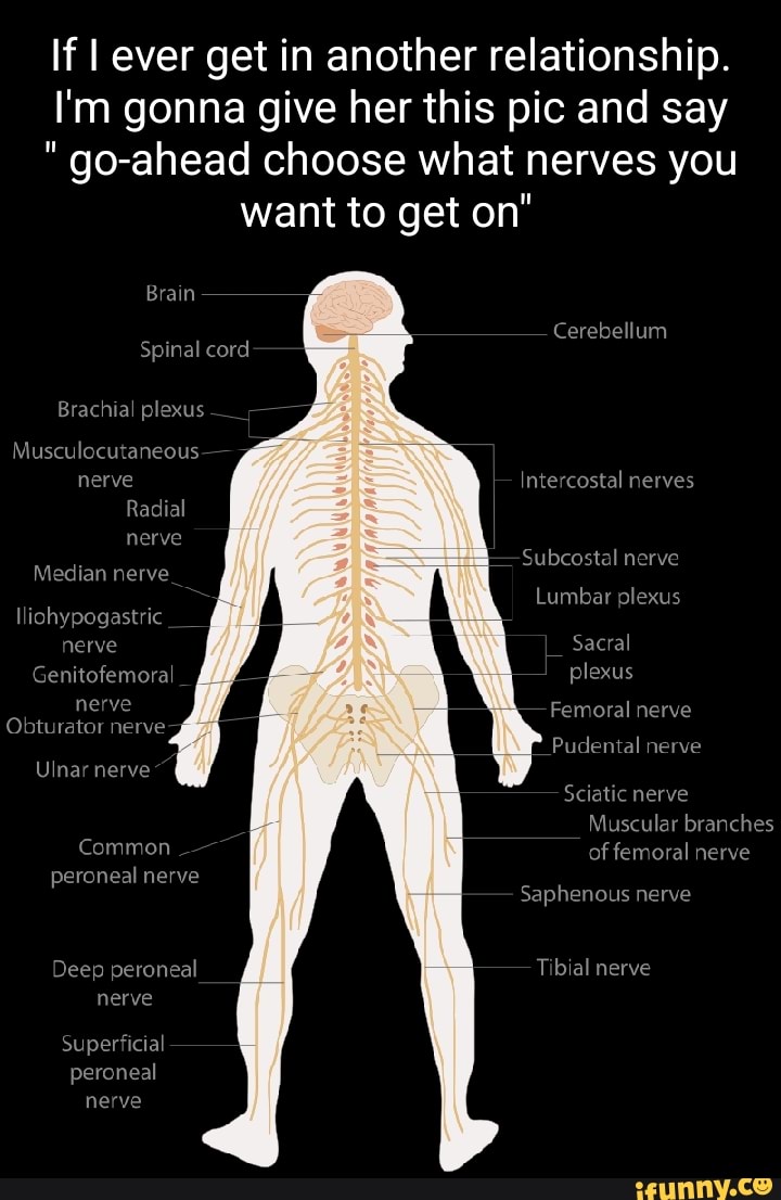 Musculocutaneous memes. Best Collection of funny Musculocutaneous ...