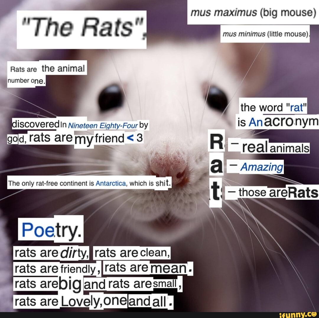 The Rats" ave the umber Sscoveredin ihetsen by bod, rats are