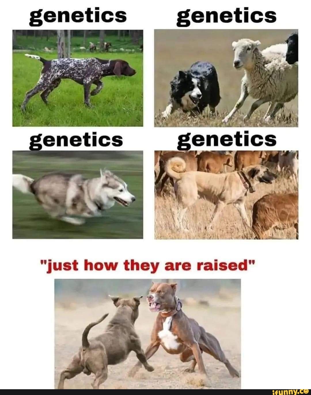 Genetics genetics enetics genetics "just how they are raised" - iFunny
