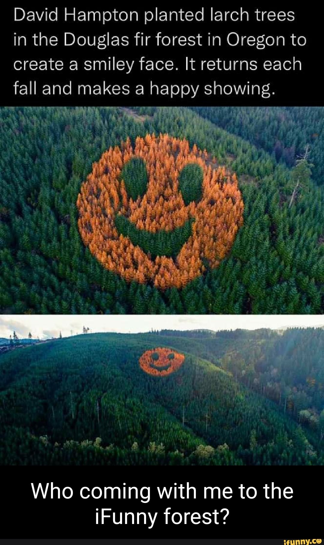 David Hampton planted larch trees in the Douglas fir forest in Oregon ...