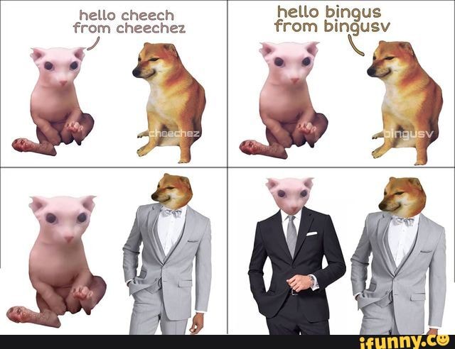Hello cheech from cheechez hello bingus from bingusv - iFunny